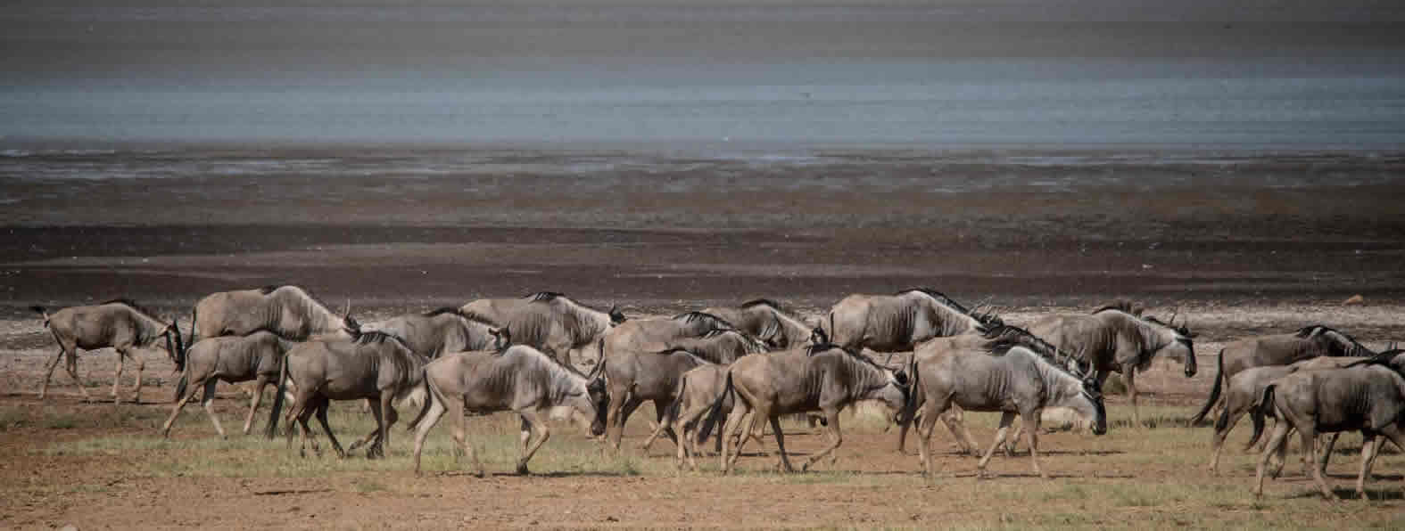 Lake Manyara National Park - Tanzania Self drive Tours